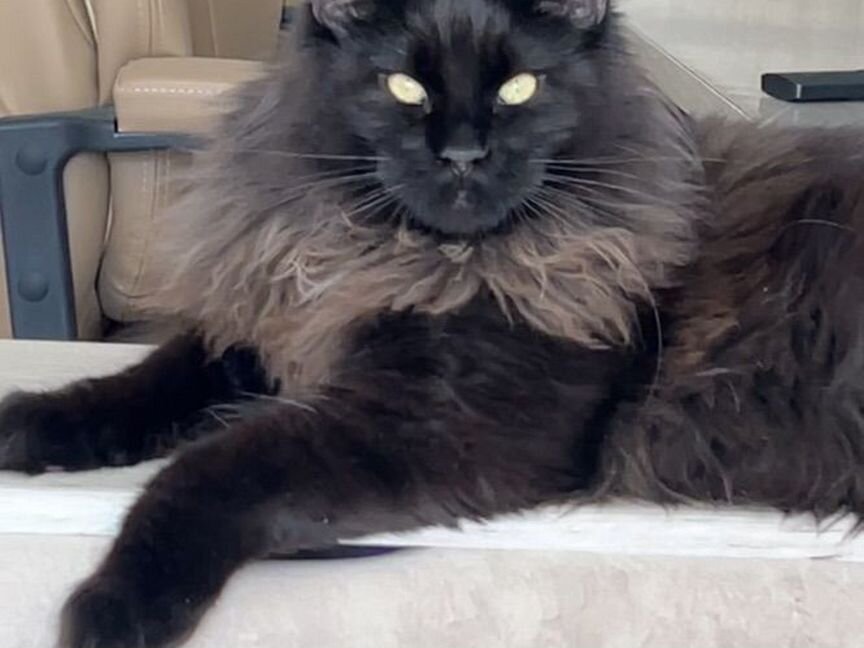 Котята мейн-кун