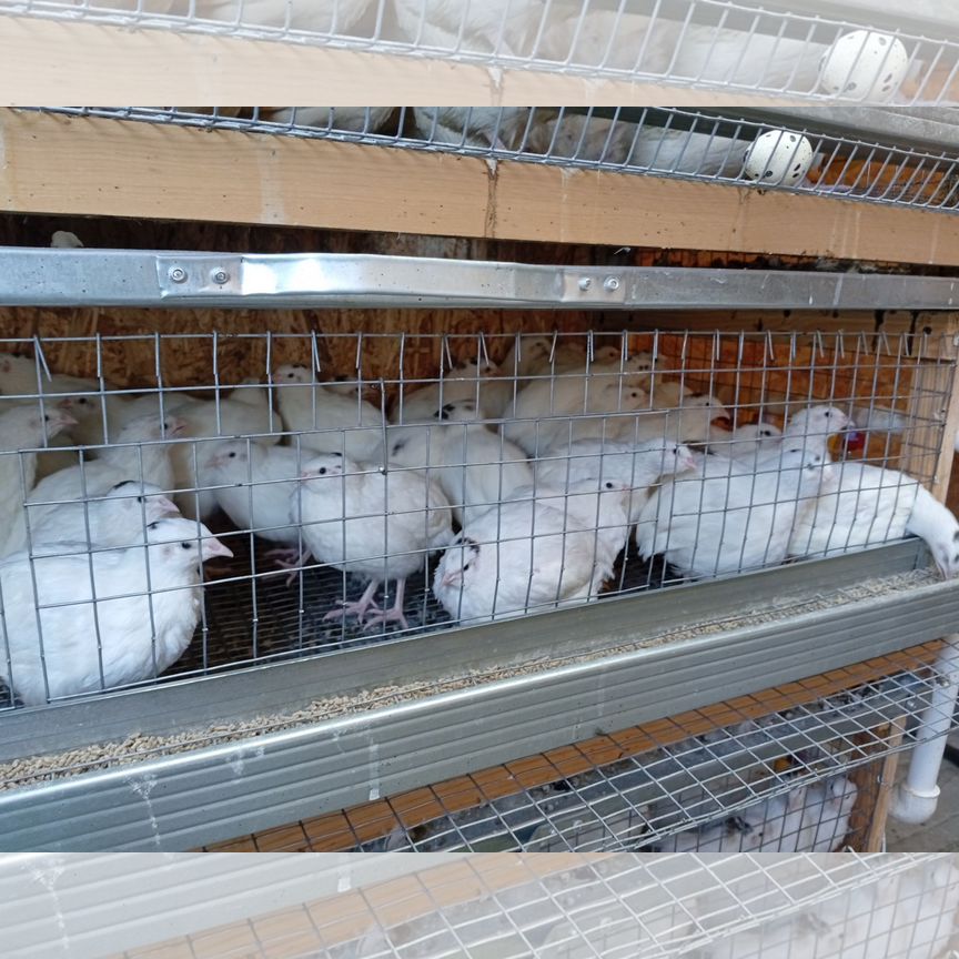 Техасский перепел