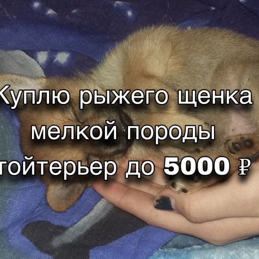 Русский той-терьер, щенок