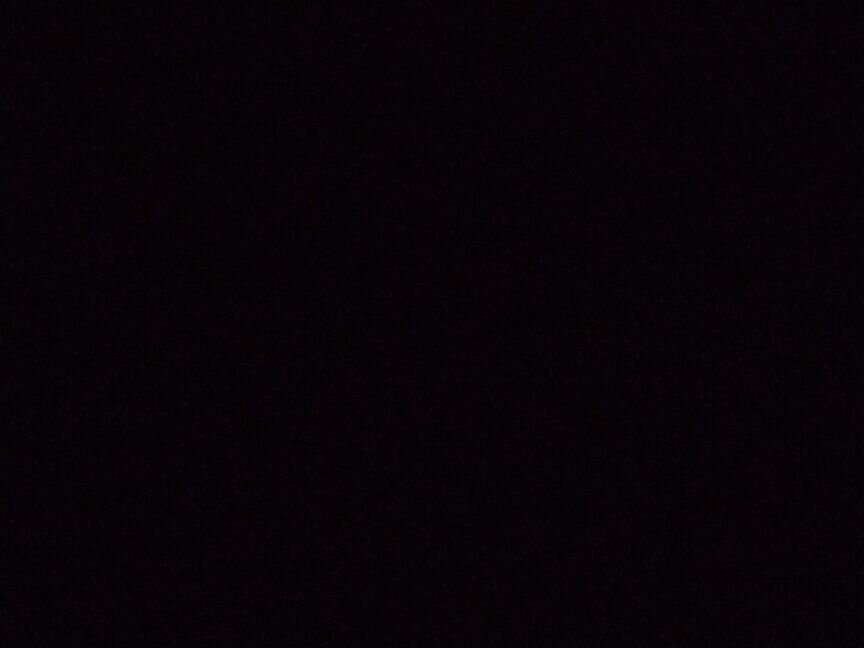 Щенок с разными глазами