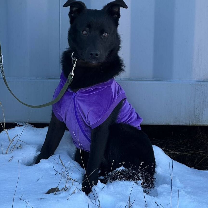 Щенок, девочка в добрые руки