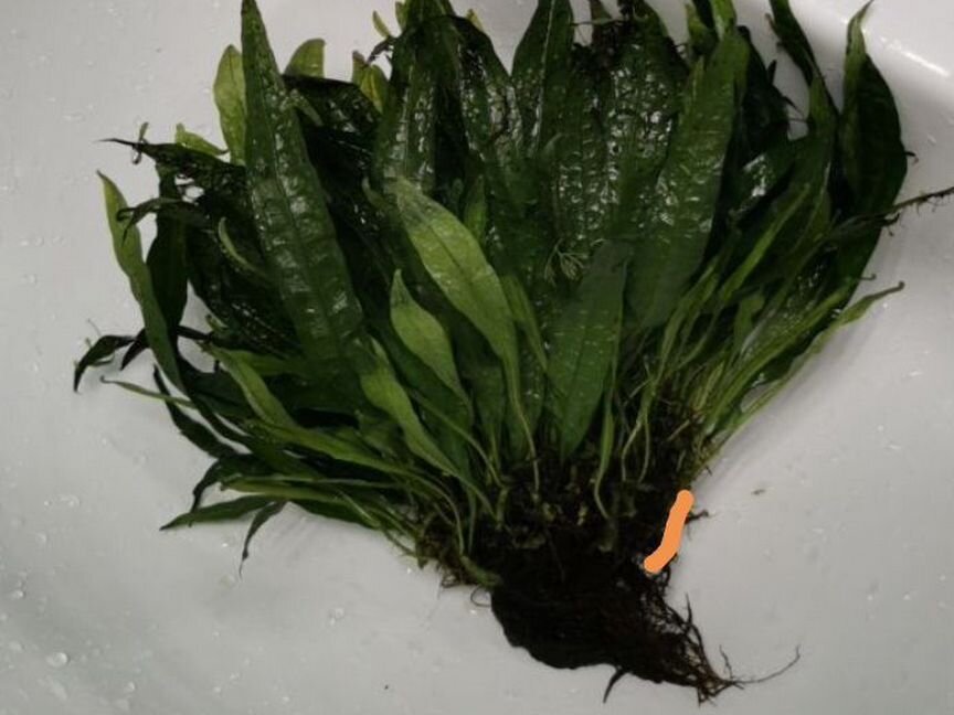 Папоротник в дар. Растения для аквариума