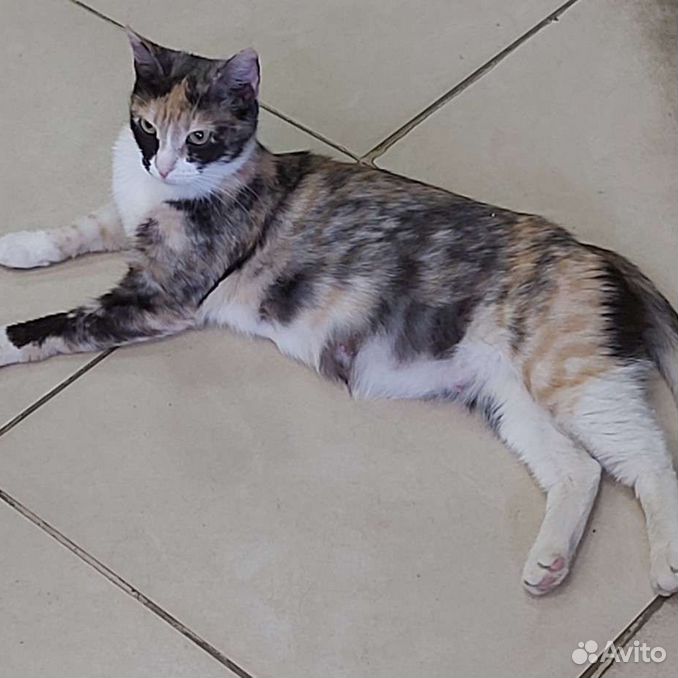 Молоденькая трехцветная кошечка