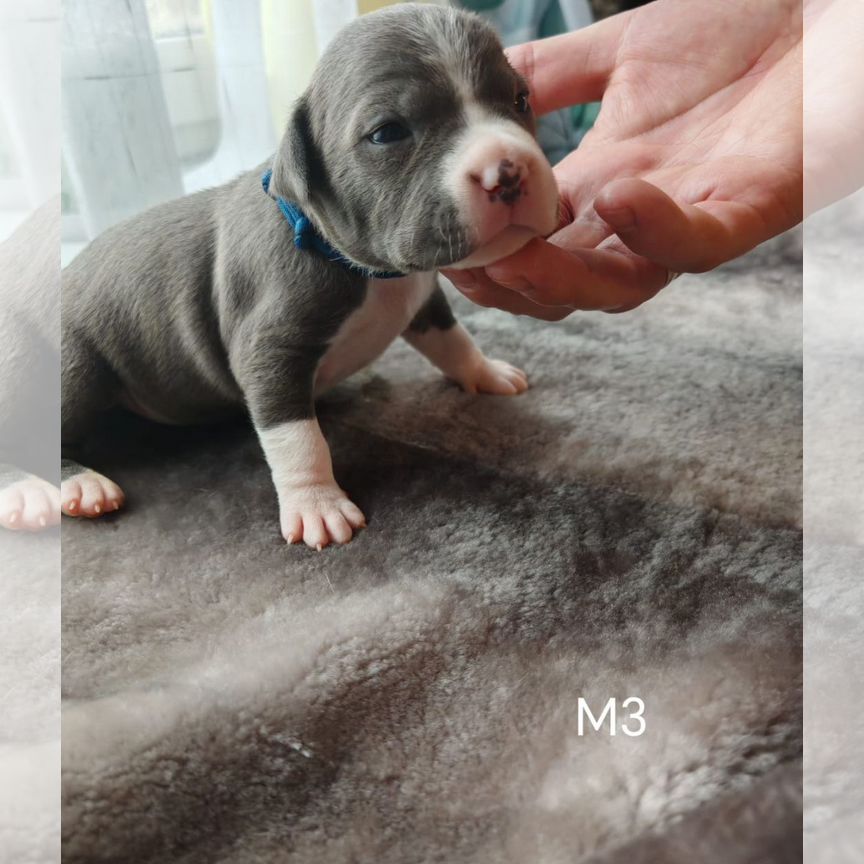 Американский стаффордширский терьер, щенок