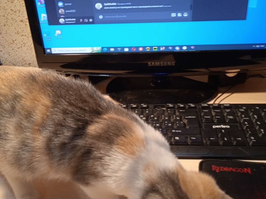 Кошка