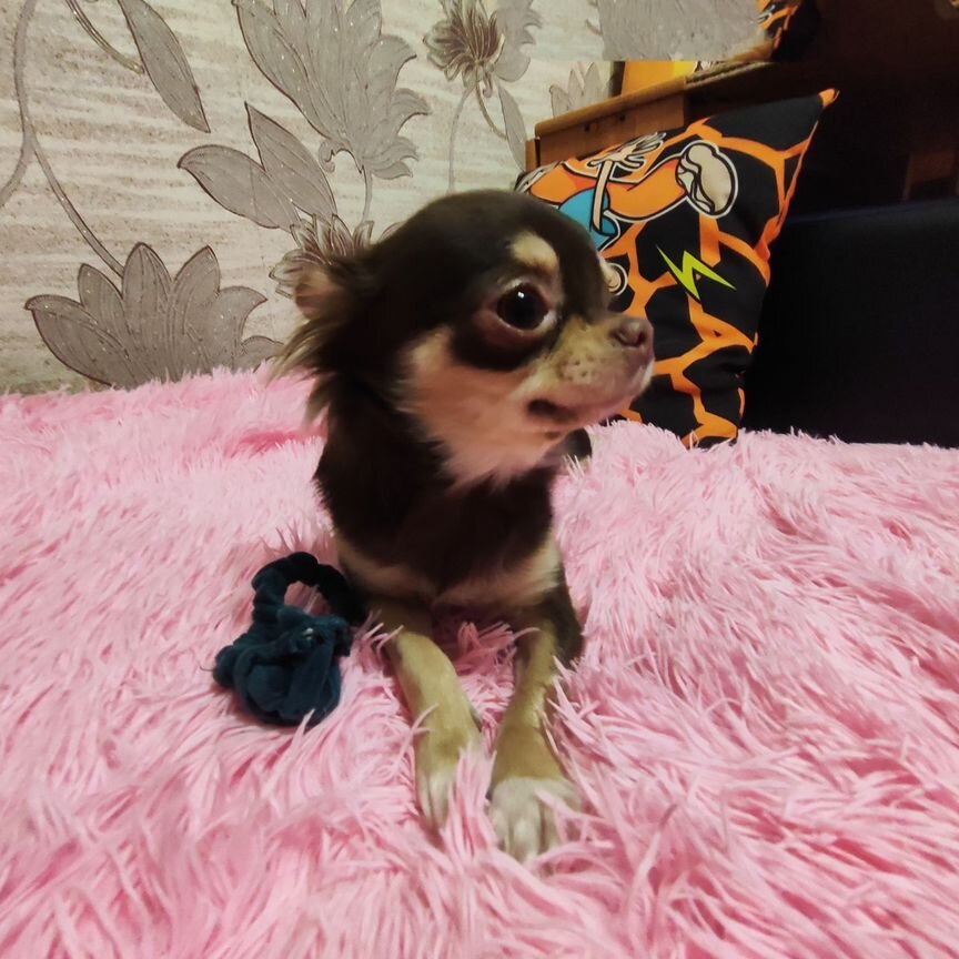 Чихуахуа мини девочка