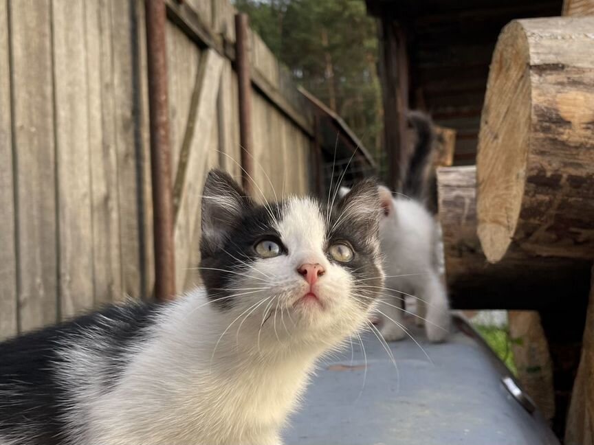 Котята в добрые руки