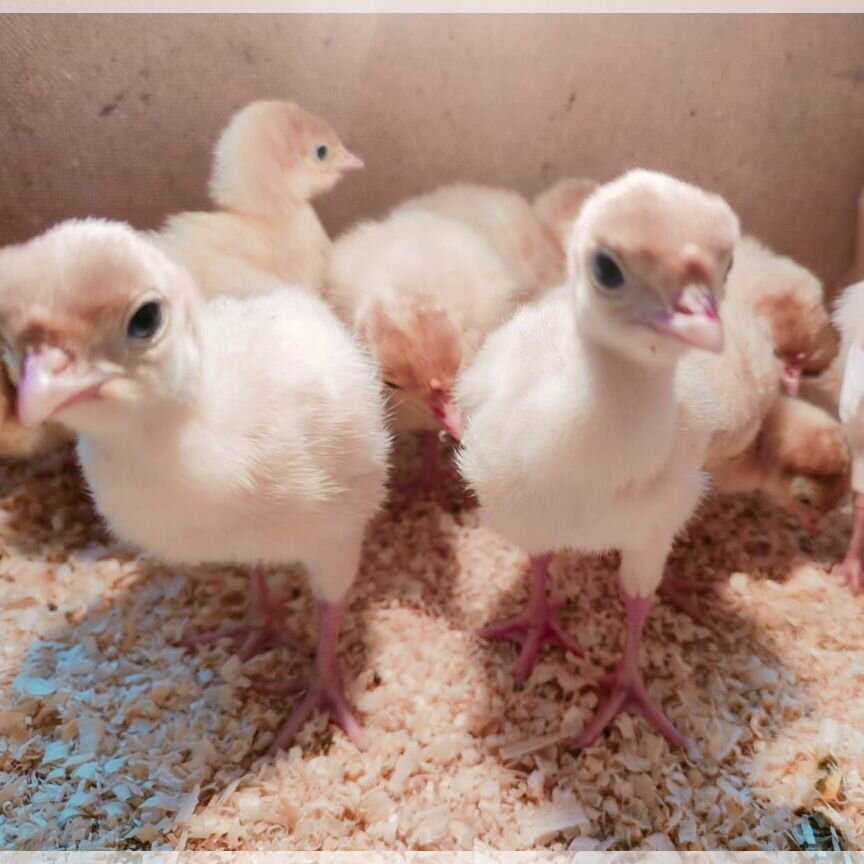 Белые широкогрудые индюшата