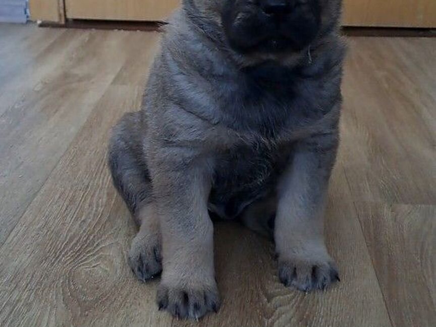 Мальчик-красавчик ищет дом