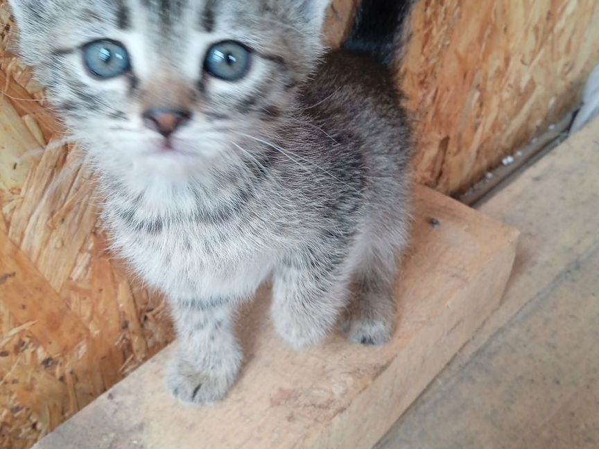 Отдадим котëнка в добрые руки