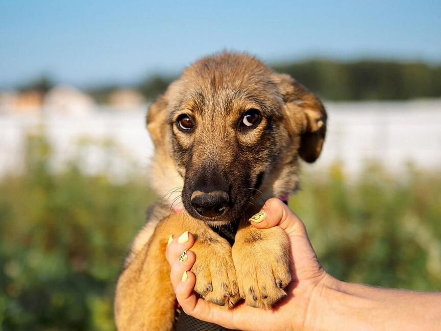 Домашние животные