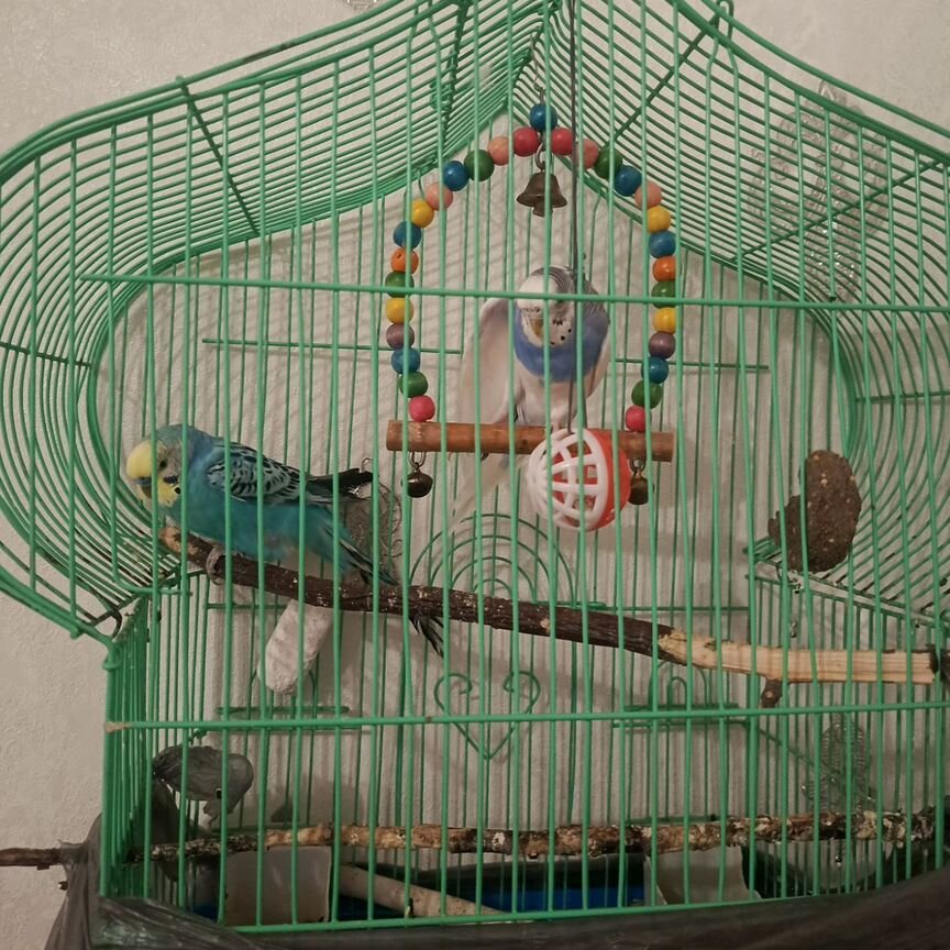 2 попугая с клеткой