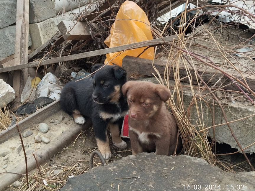 Щенок в добрые руки