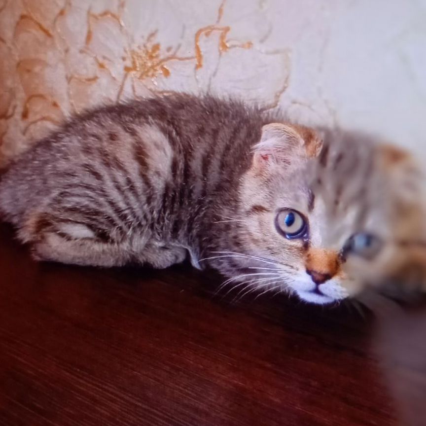Шотландский вислоухий короткошёрстный котёнок