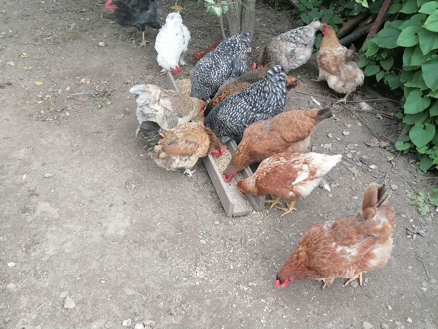 Куры несушки