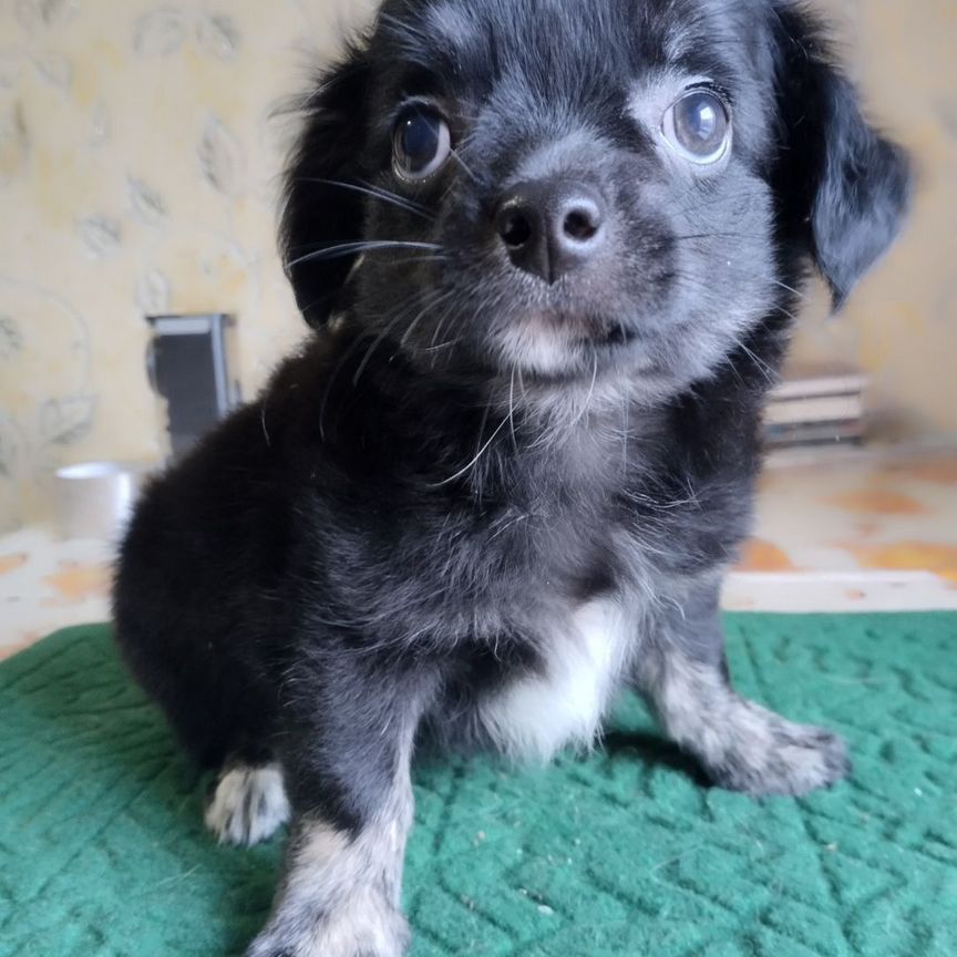 Щенок чихуахуа, мальчик