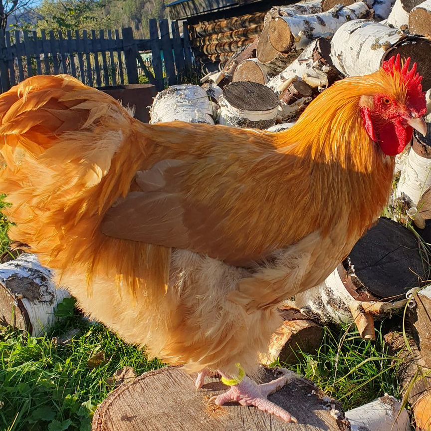 Петухи 5 мес. Орпингтон палевый