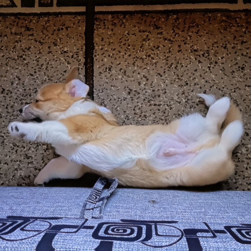 Вельш Корги Пемброк, щенок