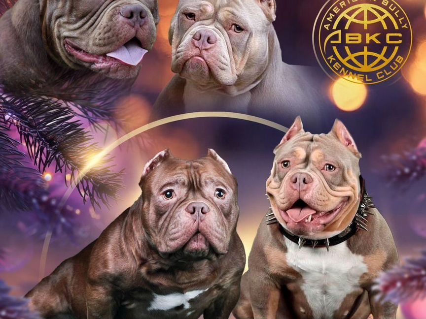 Щенки от пары ам булли