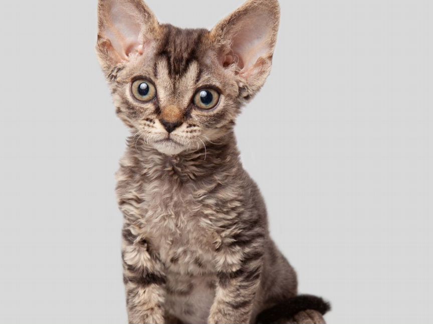 Очаровательная девочка девон-рекс