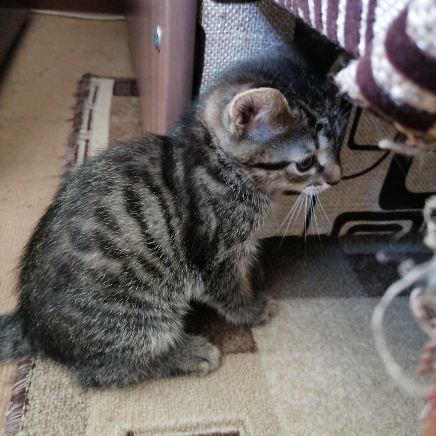 Отдам в добрые руки котят