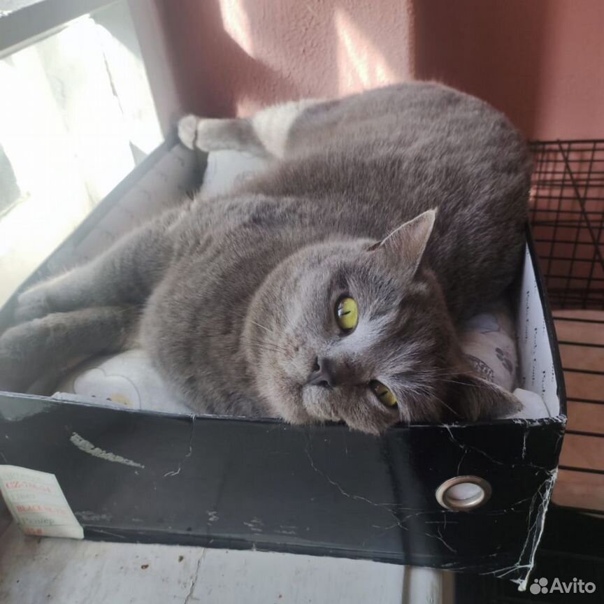 Мадам Марти