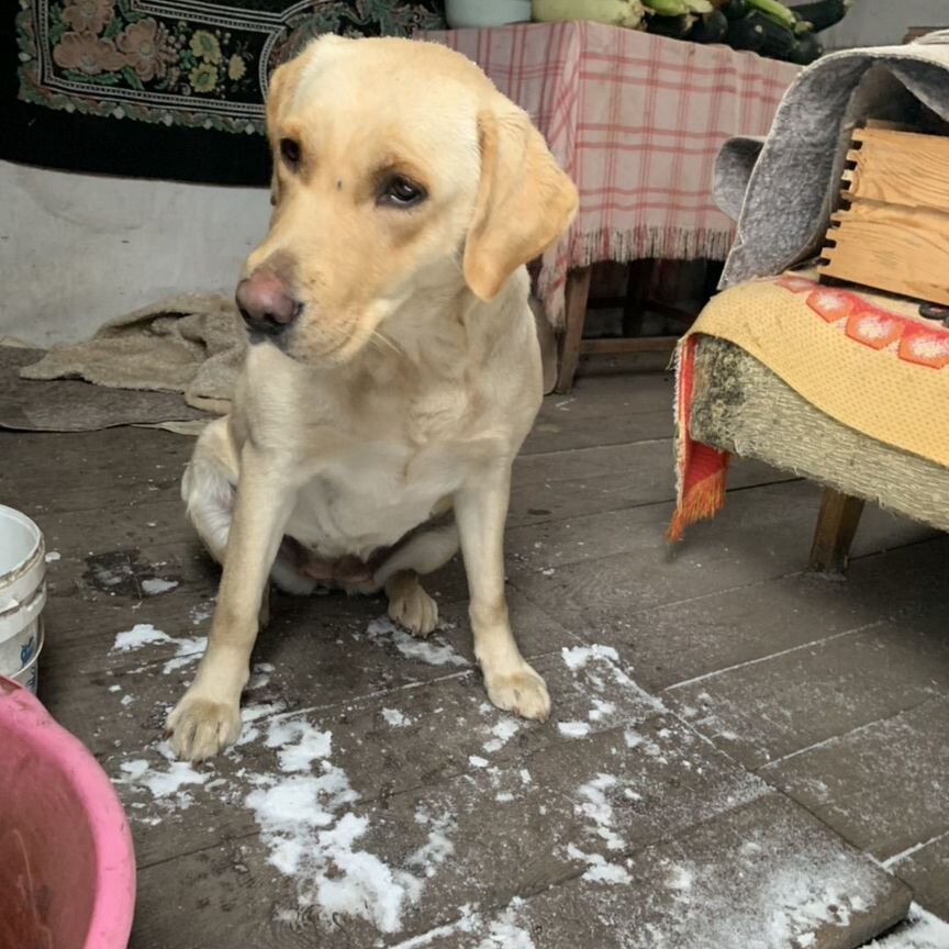 Девочка лабрадора