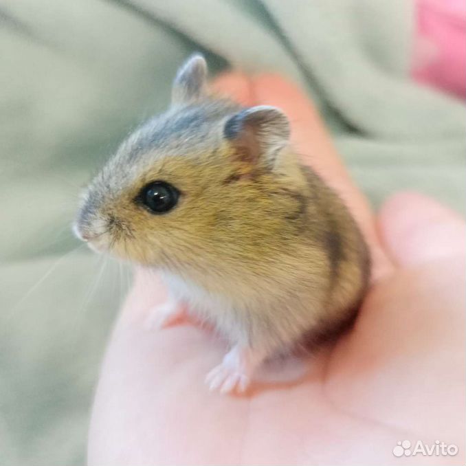 Джунгарский хомяк мальчик, 1,5 месяца