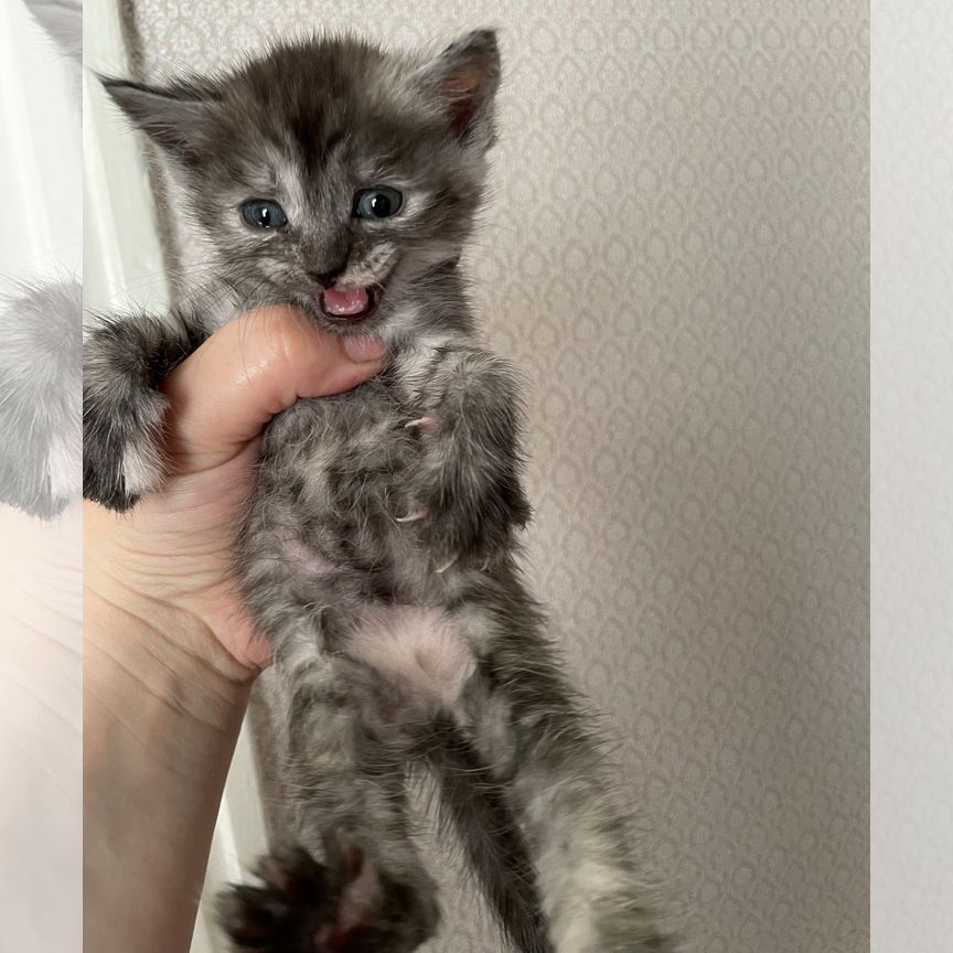 Котёнок в добрые руки