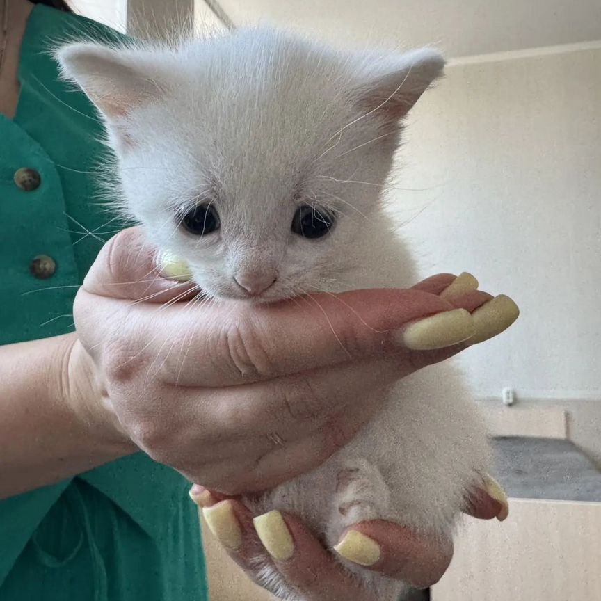Котёнок в добрые руки