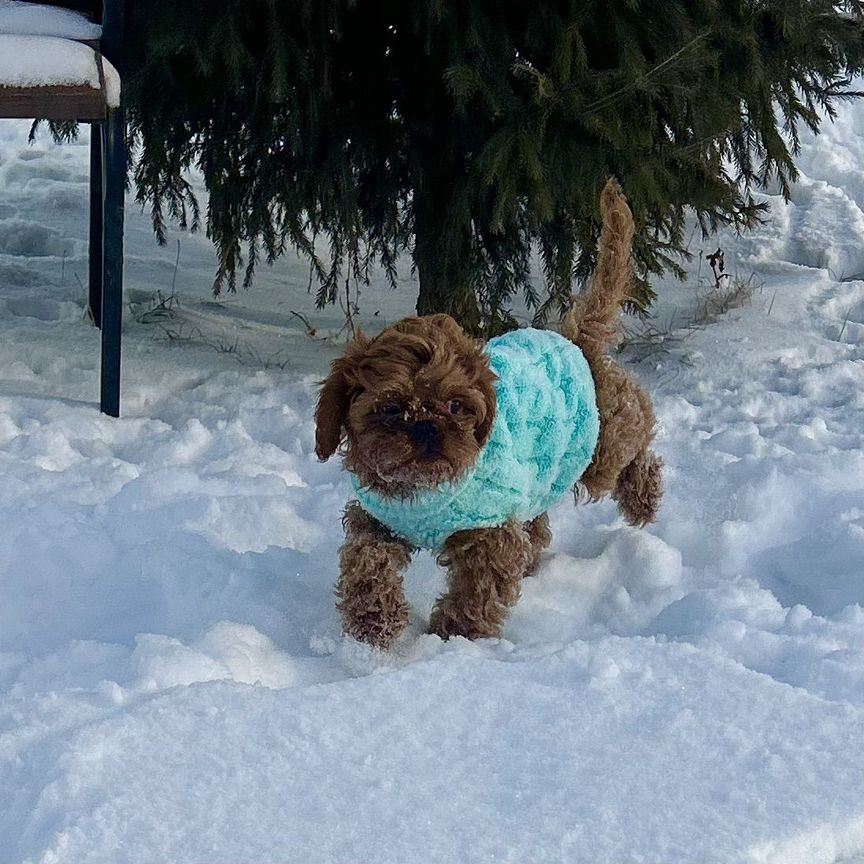 Мальтипу Рубик