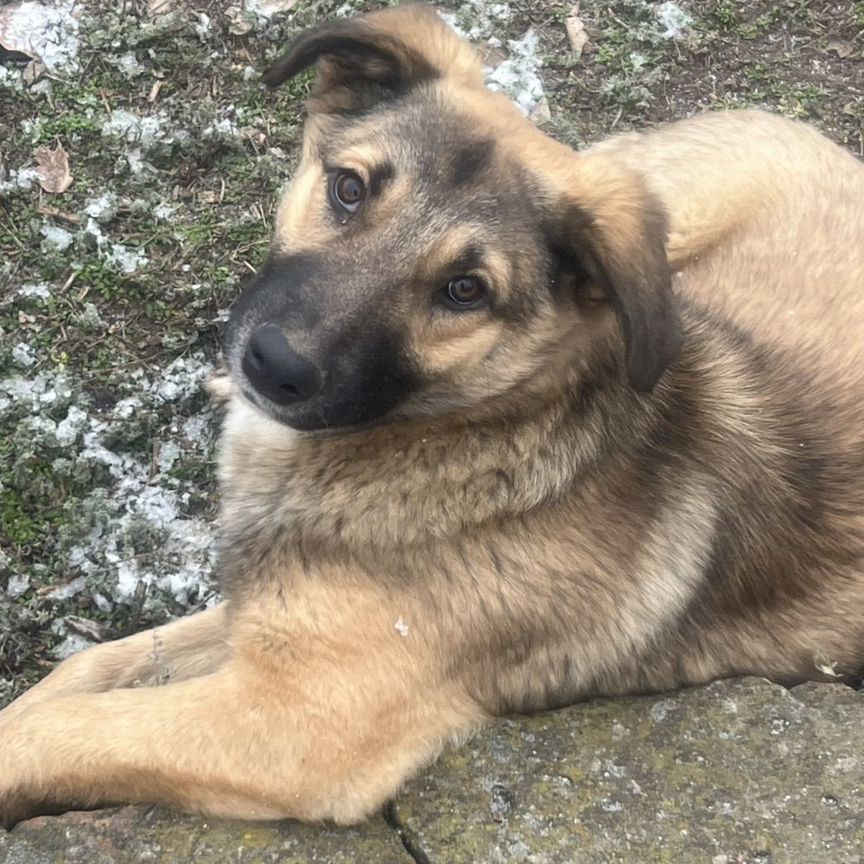 Самый красивый щенок в добрые руки