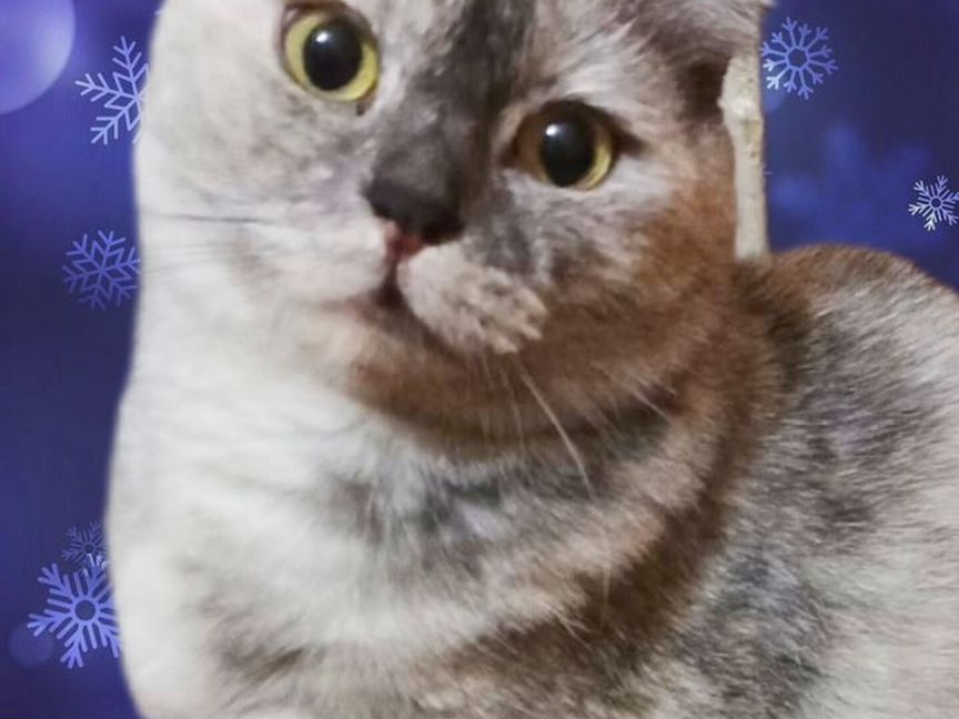 Вислоухая кошечка Скарлетт ищет дом