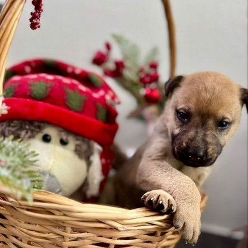 Щенки в добрые руки