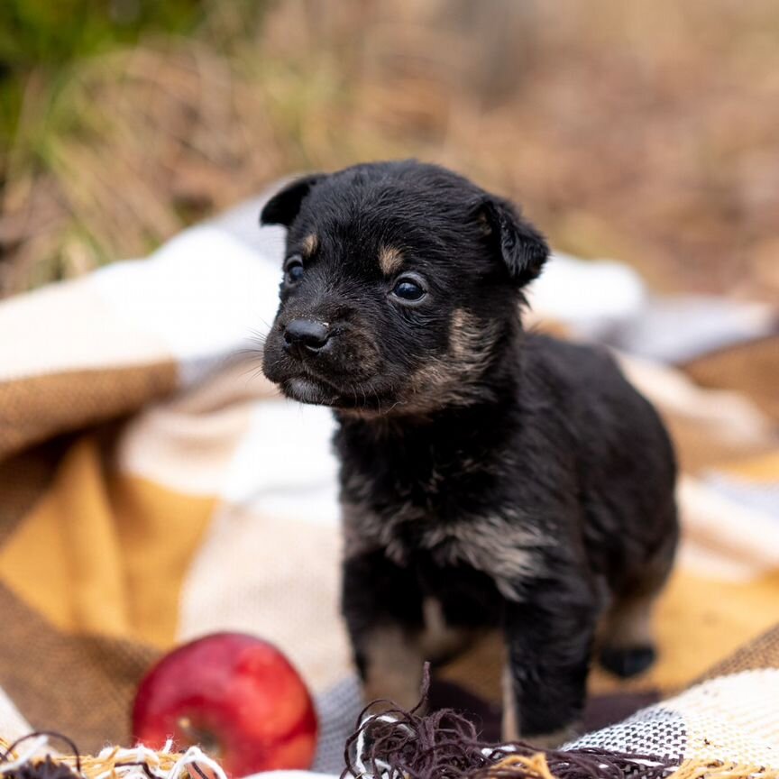Щенки в добрые руки