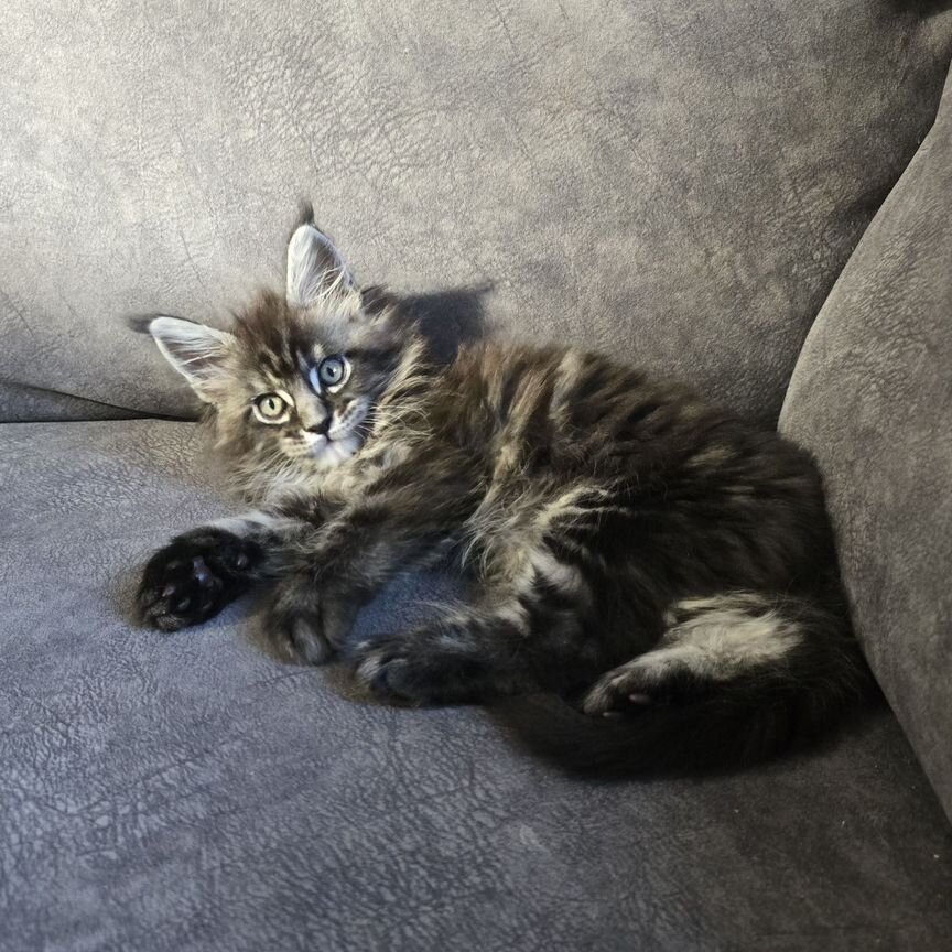 Котята мейн-кун