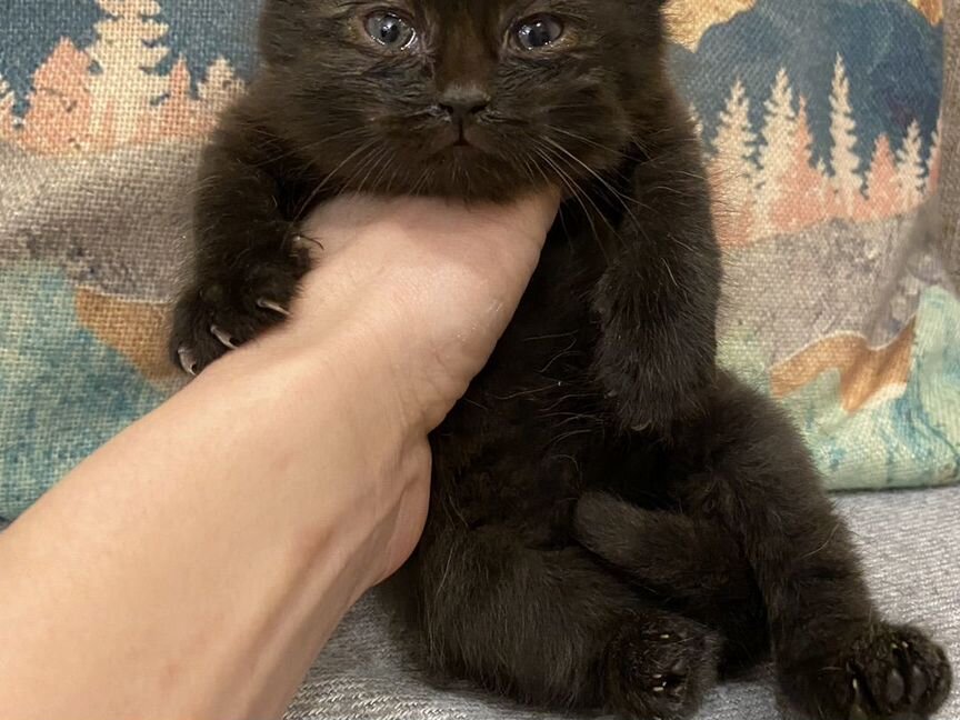 Котята котенок