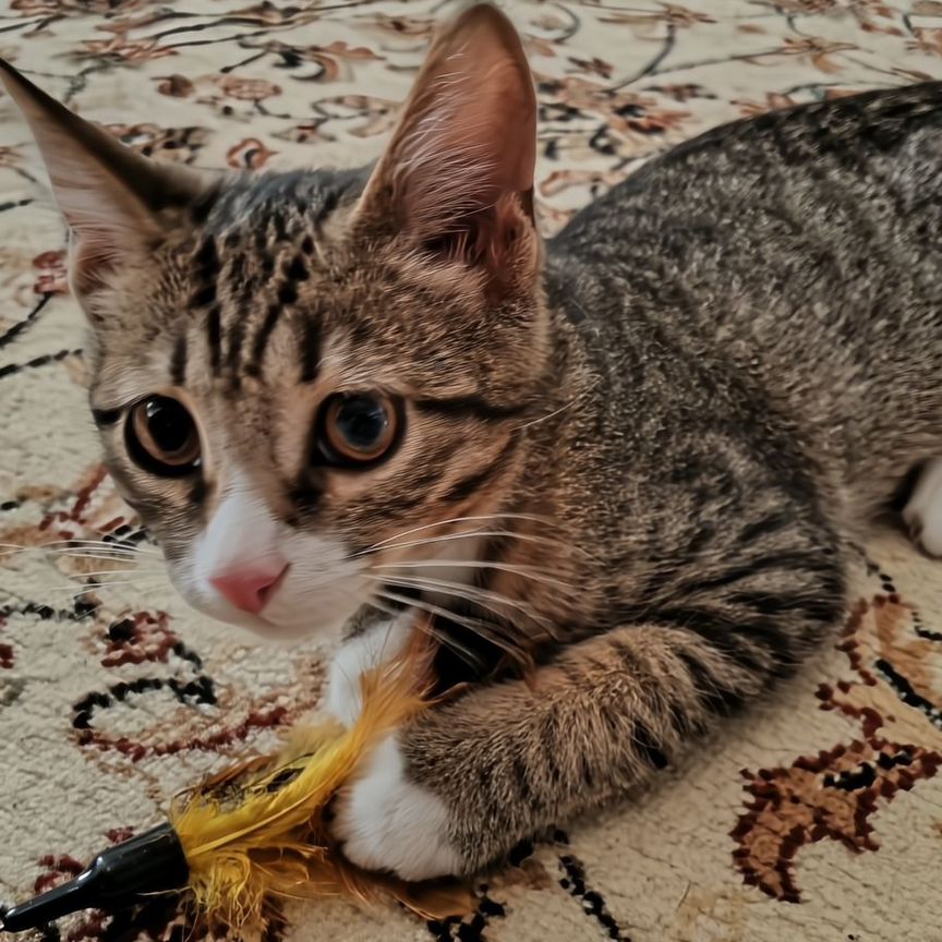 Котёнок в добрые руки