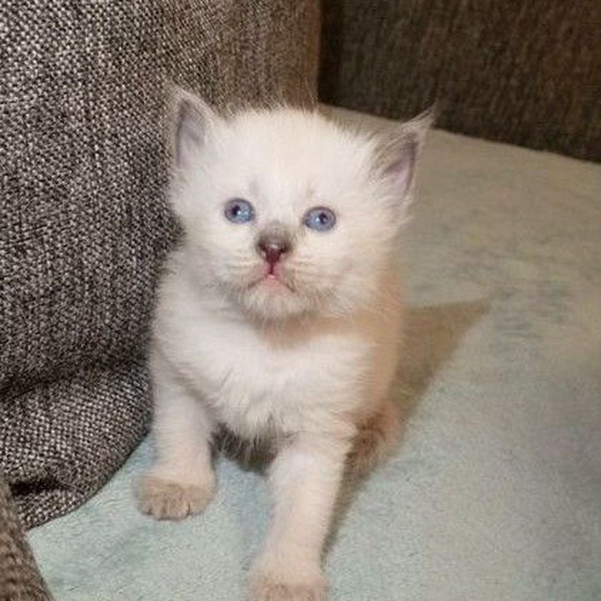 Тайские котята