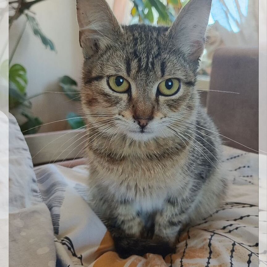 Котенок кошечка Рыся