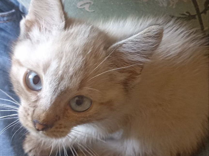 Котик в хорошие руки