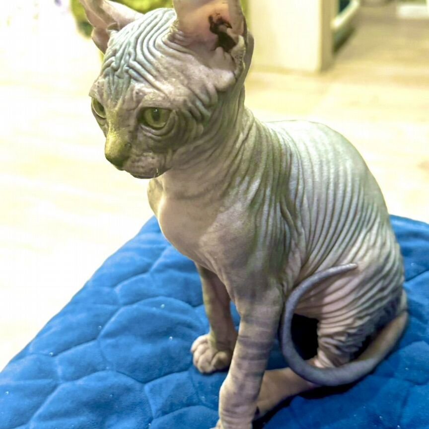 Канадский сфинкс котенок