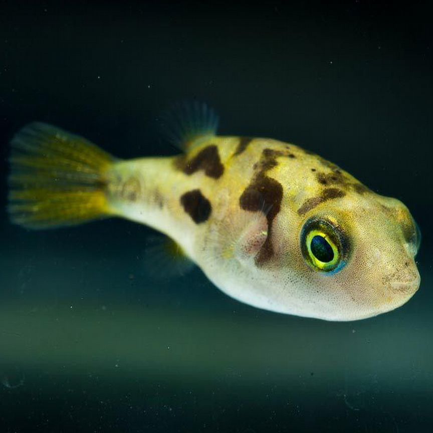 Карликовые тетрадонты в добрые руки