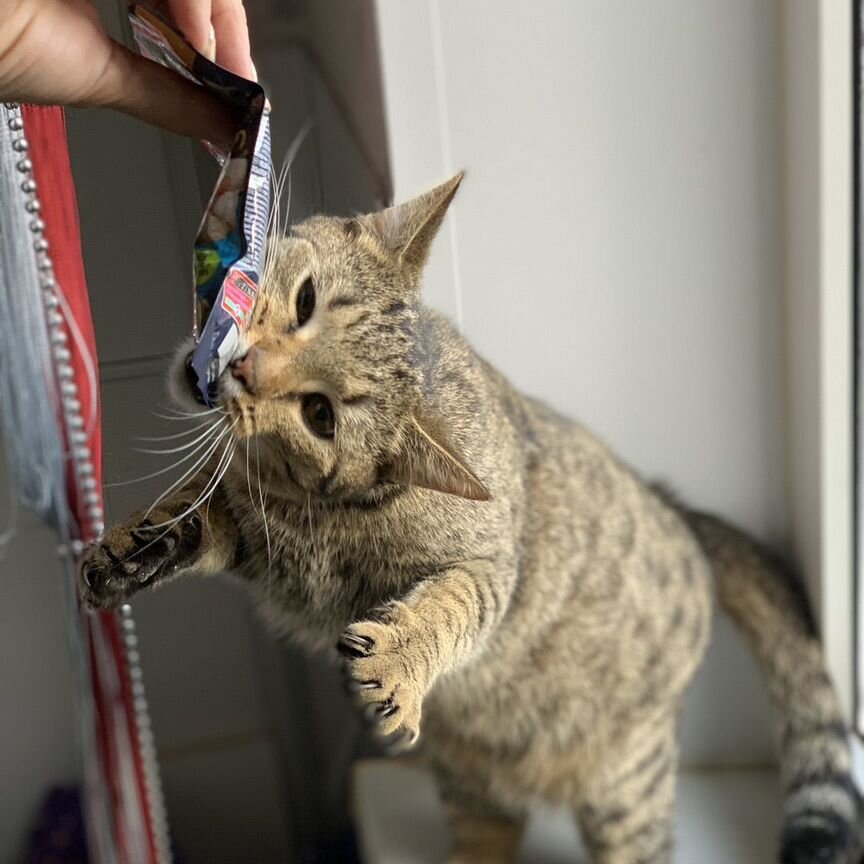 Кошки бесплатно