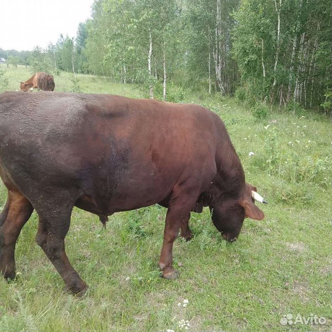 Бык