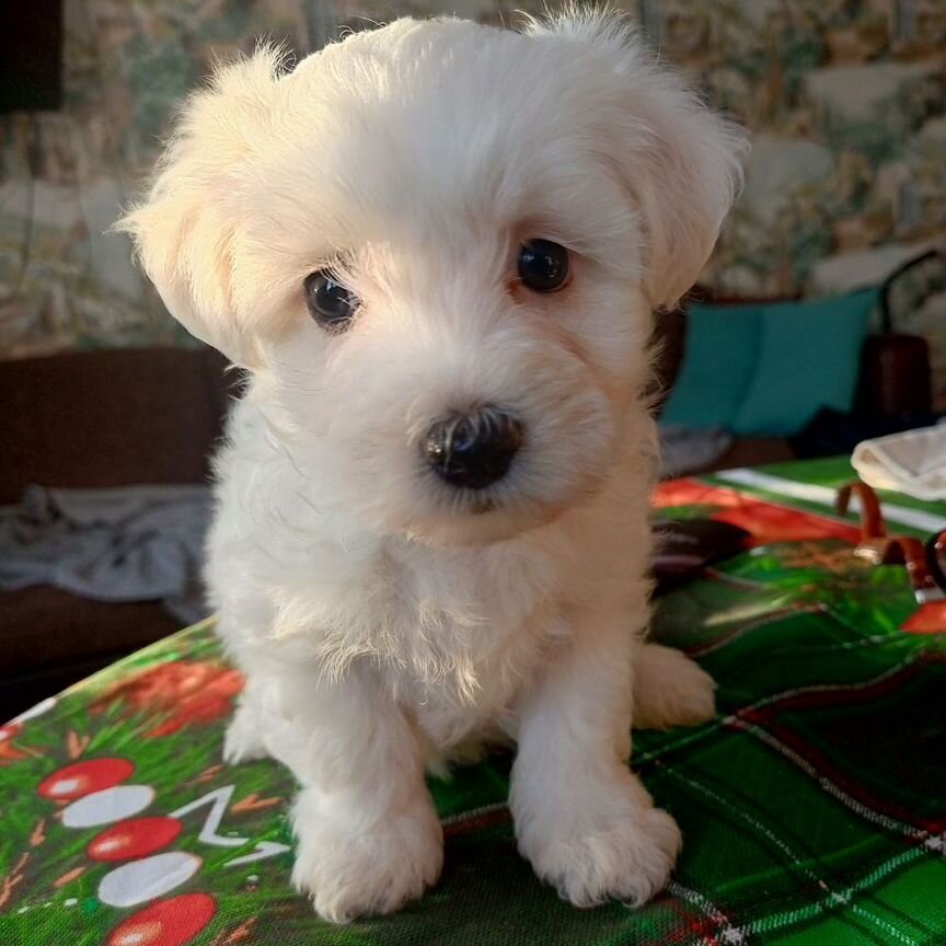 Мальтийская болонка, щенок