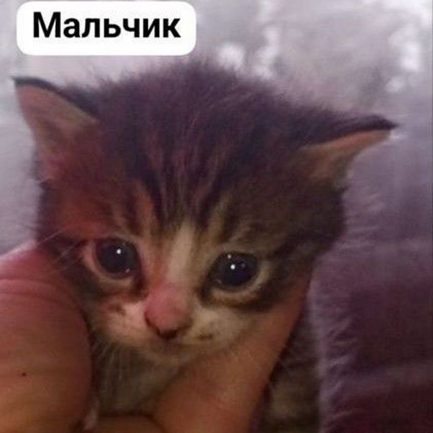 Отдам котят разных расцветок