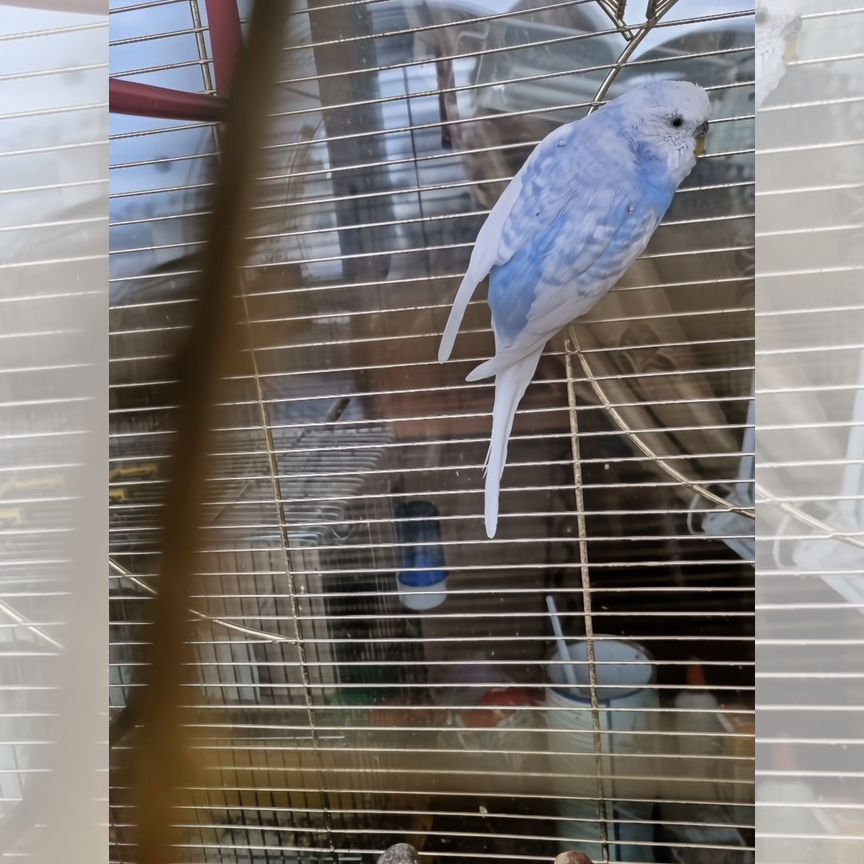 Волнистый попугай