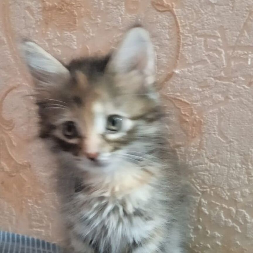 Котёнок в добрые ручки