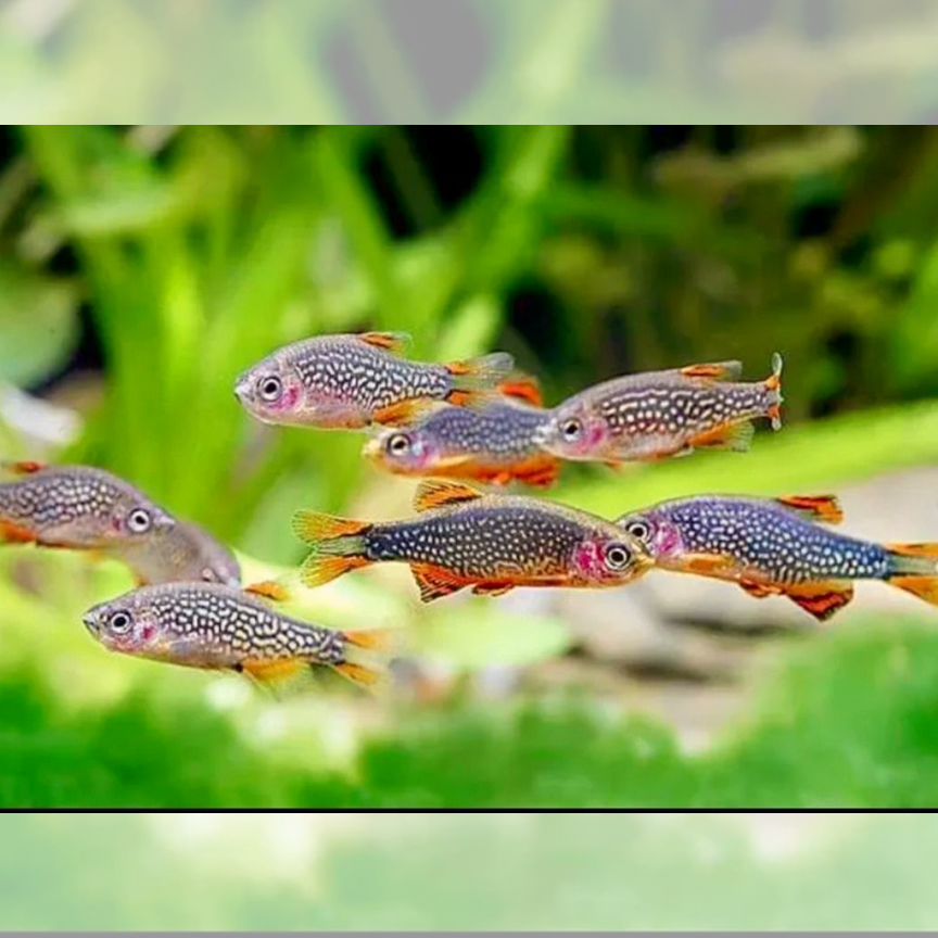 Рыбка для нано аквы - Галактика и тд